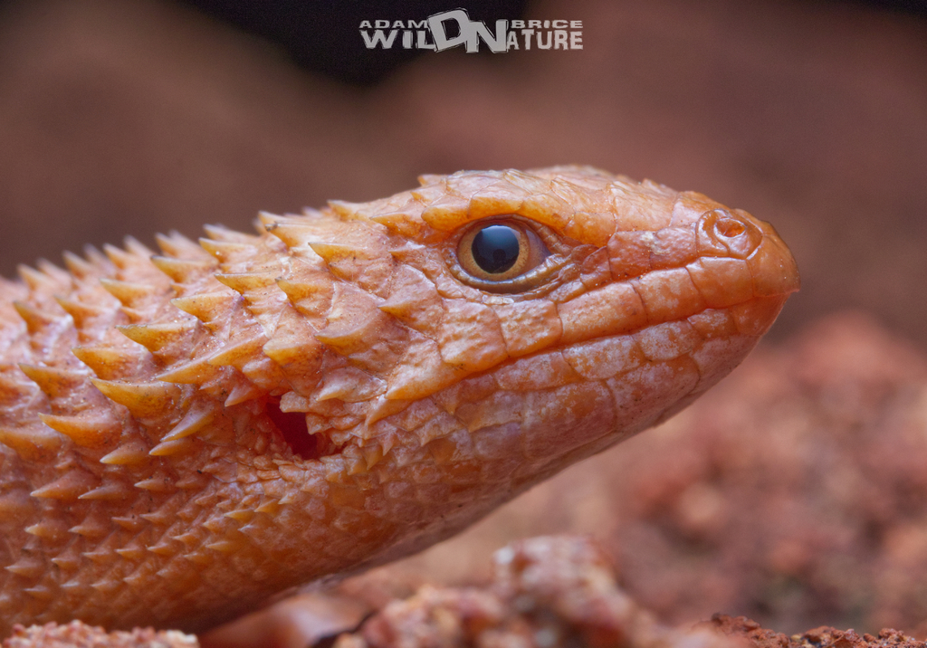 Eastern Pilbara Spiny-tailed Skink from Shay Gap, Marble Bar WA 6760 ...
