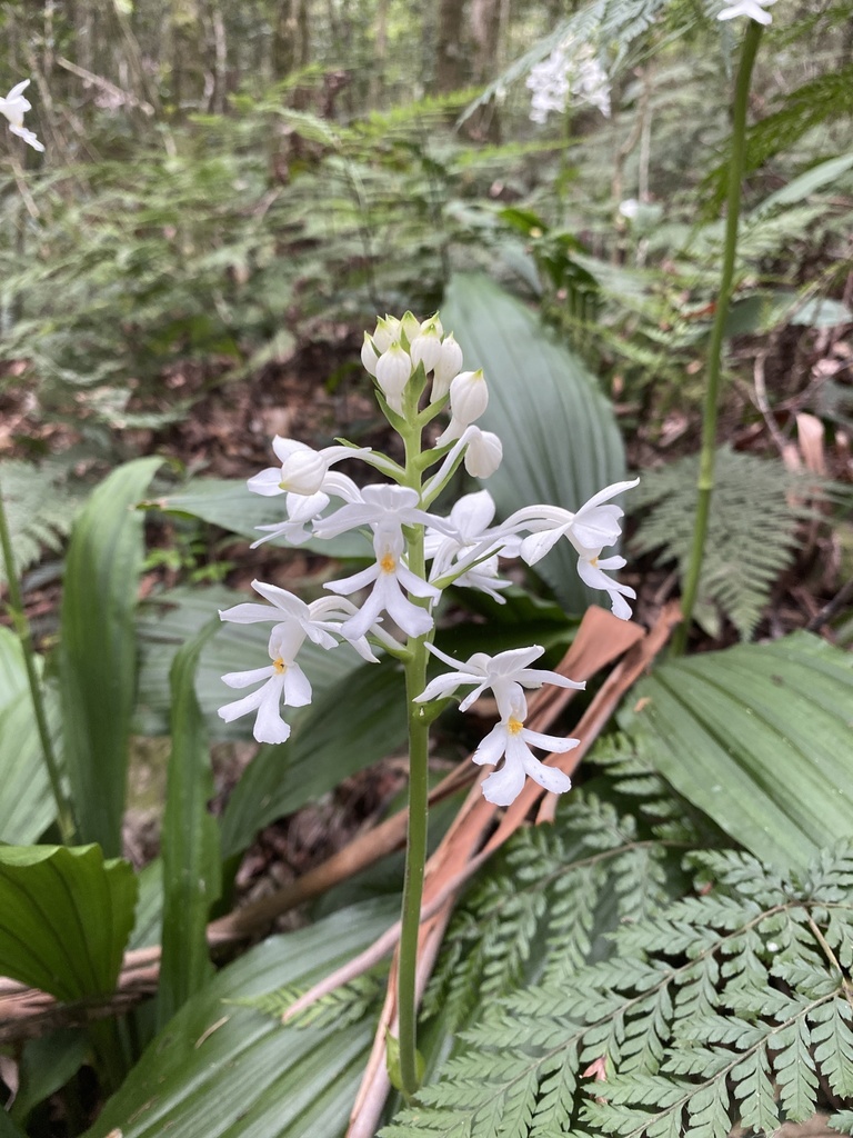Christmas Orchid in December 2020 by Matthew Holden · iNaturalist