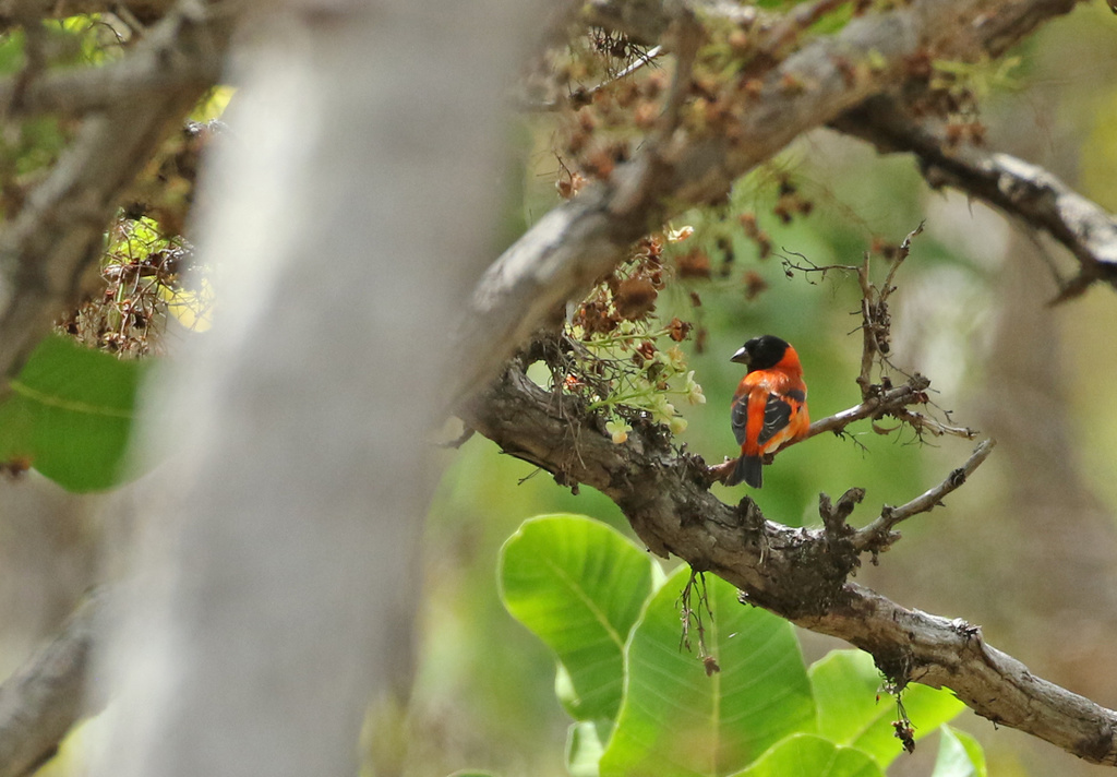 Red Siskin in February 2019 by Matt Brooks · iNaturalist