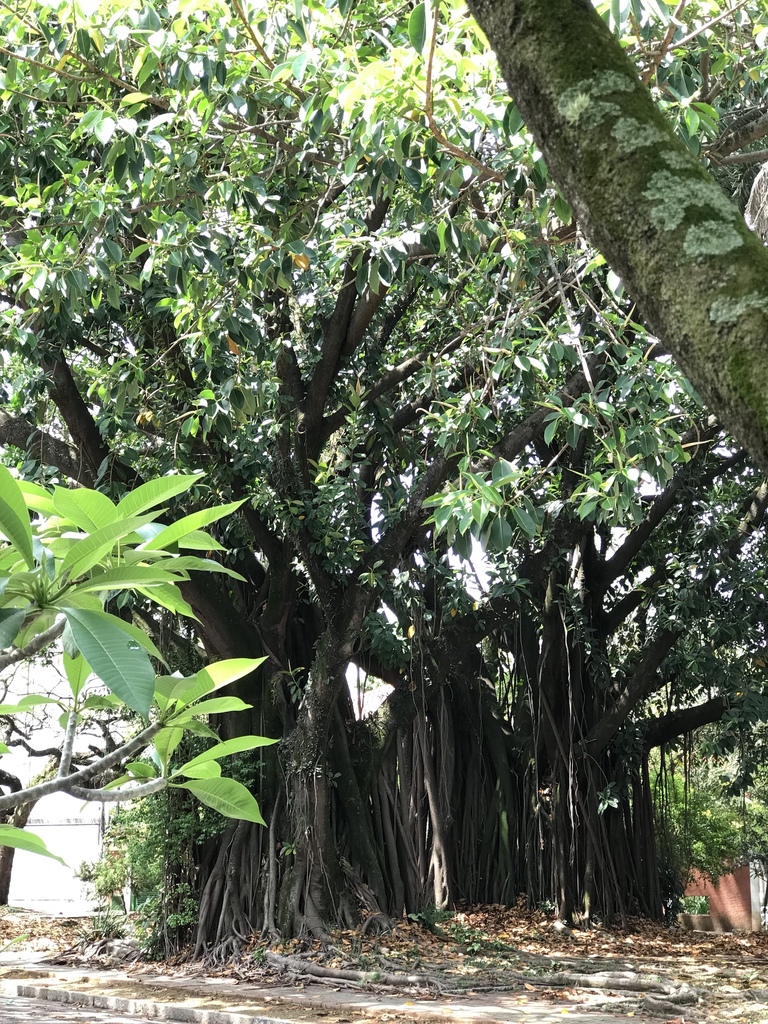 (Ficus doliaria) - Botanical Realm