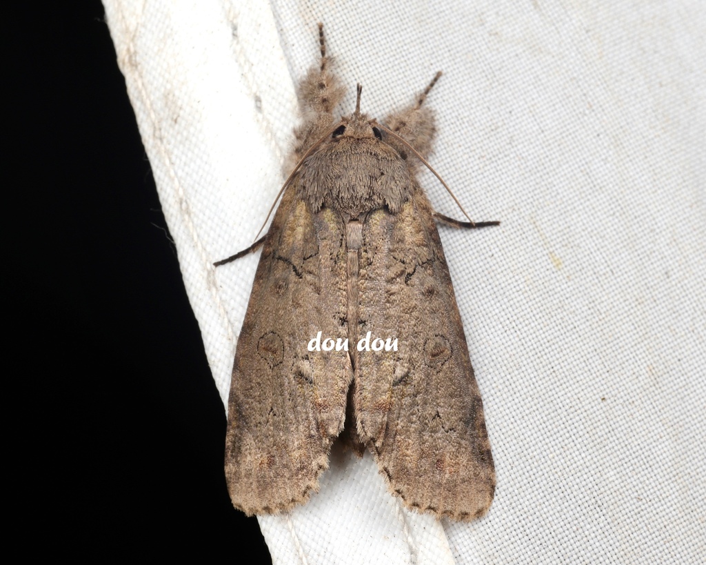 Gadirtha impingens from 中国江苏省南京市浦口区老山 on September 2, 2020 at 11:05 PM ...