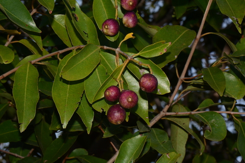 Common Bushveld Waterberry (Subspecies Syzygium guineense guineense ...