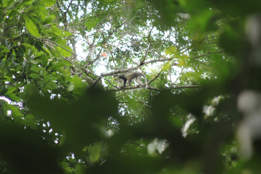 Lomami River Wolf’s Monkey in October 2015 by Peter Niehoff · iNaturalist