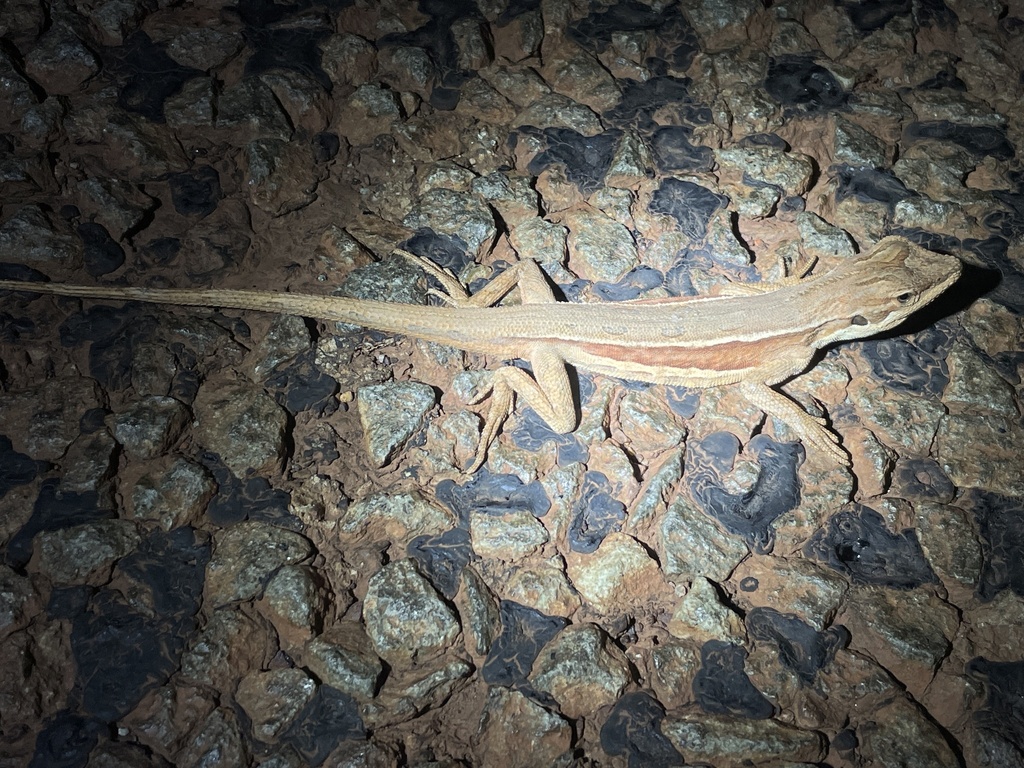 Mulga Dragon in December 2020 by Bruce Edley · iNaturalist