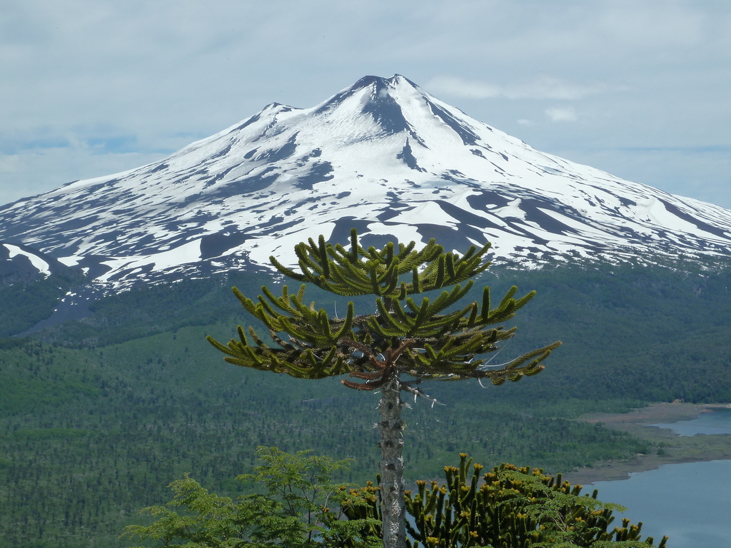 monkey-puzzle from Cautín Province, Araucania, Chile on December 5 ...