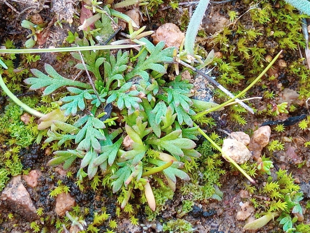 Soliva stolonifera from Viana do Alentejo, PT-EV, PT on December 30 ...