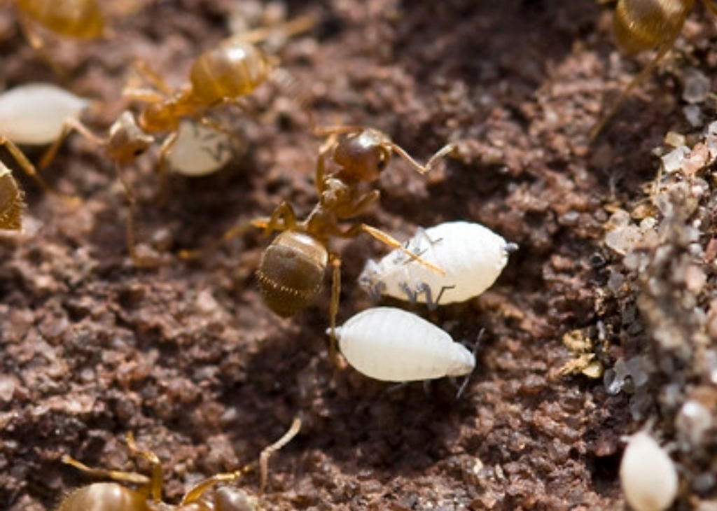 Subterranean Aphid-tending Ant from Marquette, MI, USA on March 31 ...