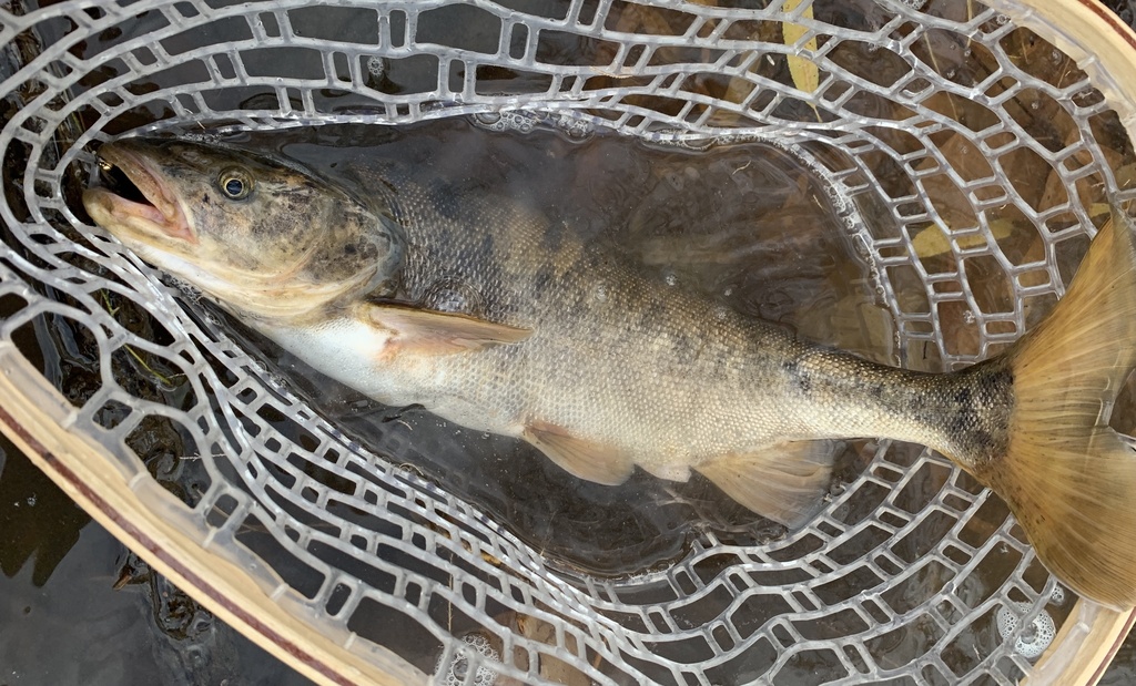 Roundtail Chub from Verde River, Rio Verde, AZ, US on December 24, 2020 ...