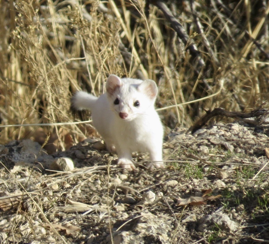 Long-tailed Weasel from Popperton Park Way, Salt Lake City, UT, US on ...