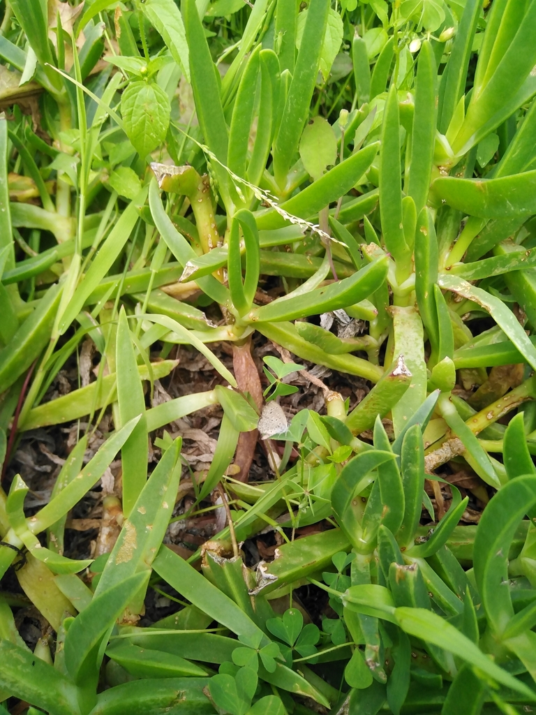 African Grass Blue from Wits Station East, Johannesburg, 2001, South ...