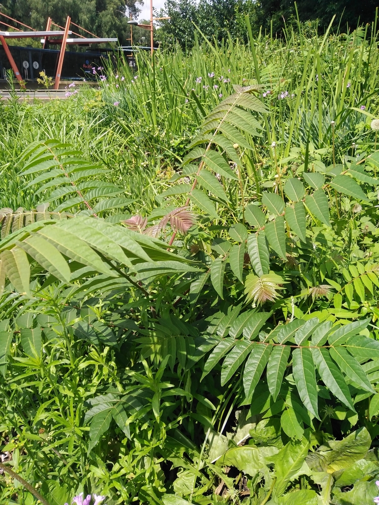 tree-of-heaven from Wits Station East, Johannesburg, 2001, South Africa ...