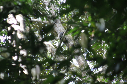 Lomami River Blue Monkey (Subspecies Cercopithecus mitis heymansi ...