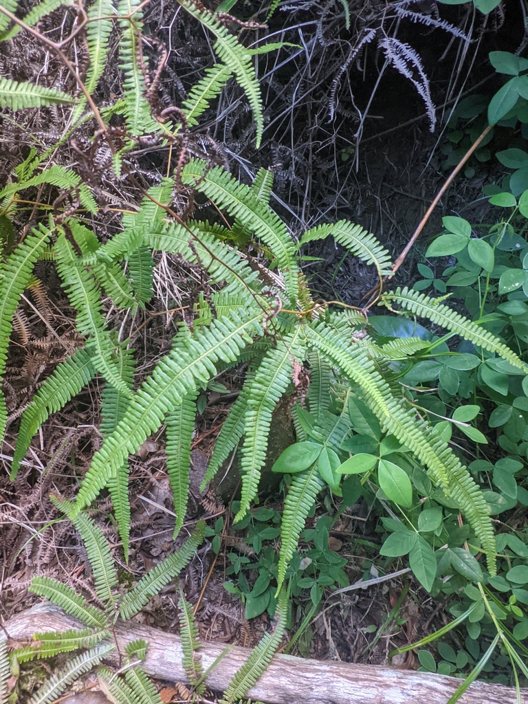 forked ferns from Florianópolis - State of Santa Catarina, Brazil on ...