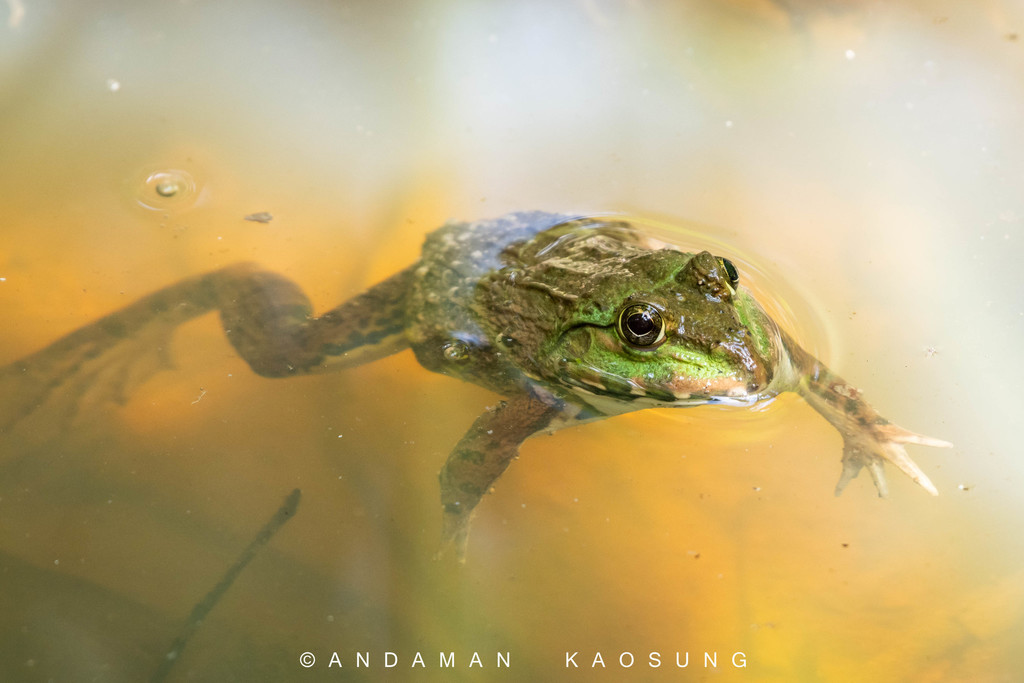 East Asian Bullfrog from ตำบล บางลึก อำเภอเมืองชุมพร ชุมพร 86000 ประเทศ ...