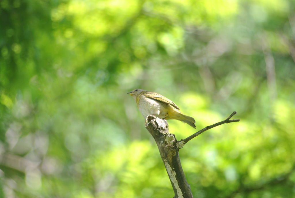 Saffron Finch from Srps - Brasília, DF, 70297-400, Brasil on December ...