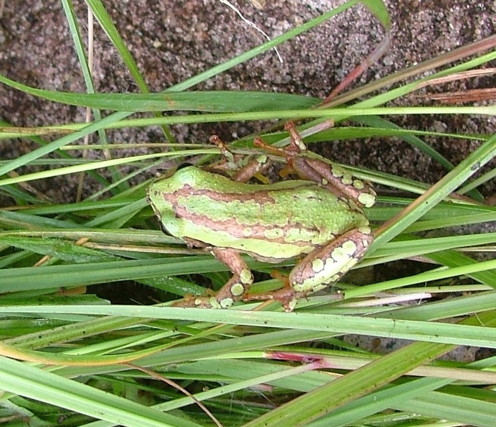 Variable Reed Frog from From north-west to north-east respect to ...
