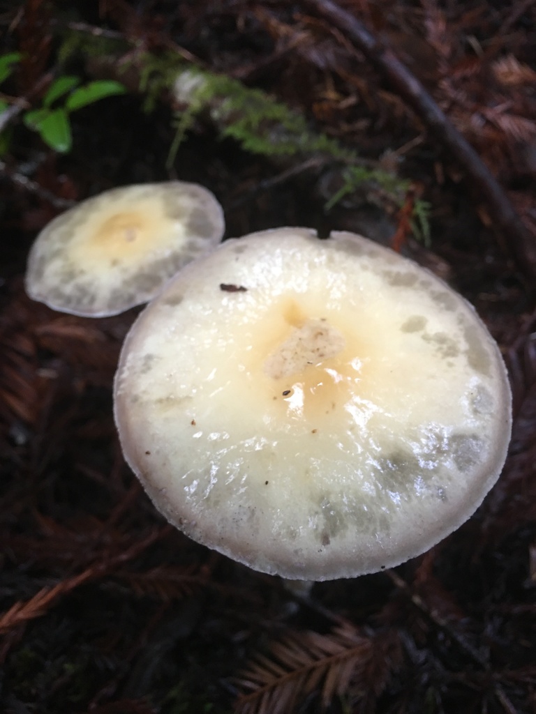 Questionable Stropharia from Humboldt Redwoods State Park, Scotia, CA ...