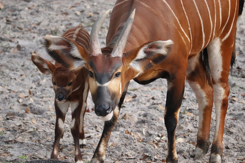 Mountain Bongo (Subspecies Tragelaphus eurycerus isaaci) · iNaturalist