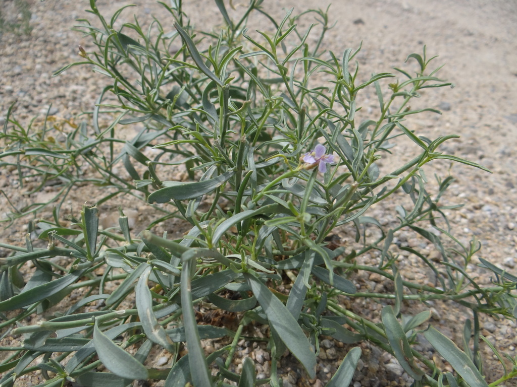 Dontostemon elegans from Bugat, Mongolia on July 26, 2019 at 02:39 PM ...