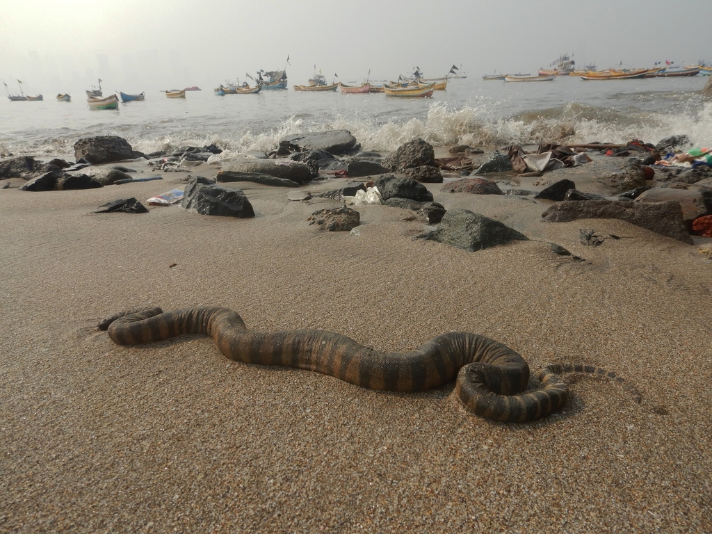 Marine File Snake in January 2021 by Pradip Patade · iNaturalist