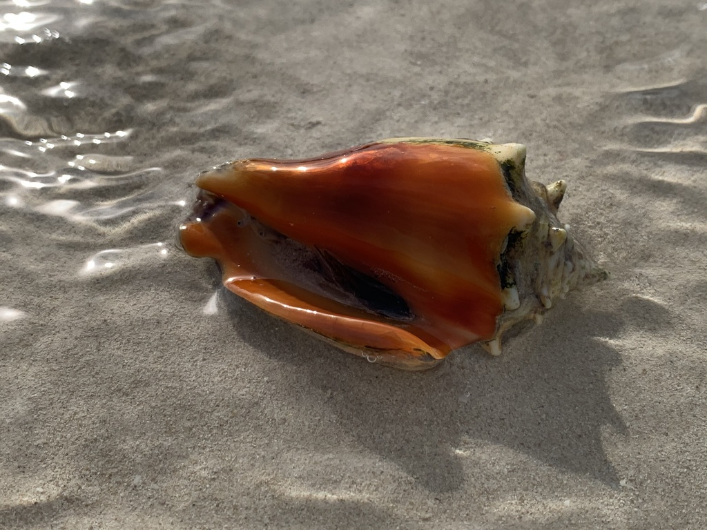 Fighting Conch from Océano Atlántico, YUC, MX on January 1, 2021 at 03: ...