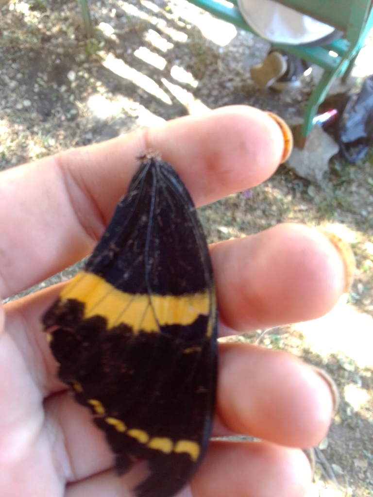 Magnificent Swallowtail from Ejidal, 49902 Tecalitlán, Jal., México on ...