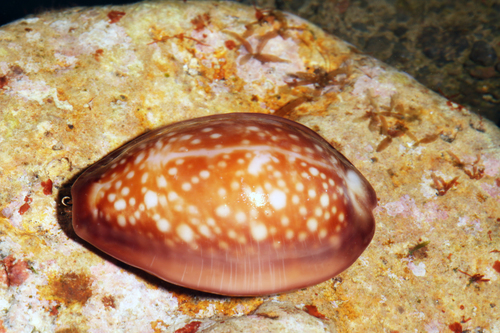 Naria englerti · iNaturalist Mexico