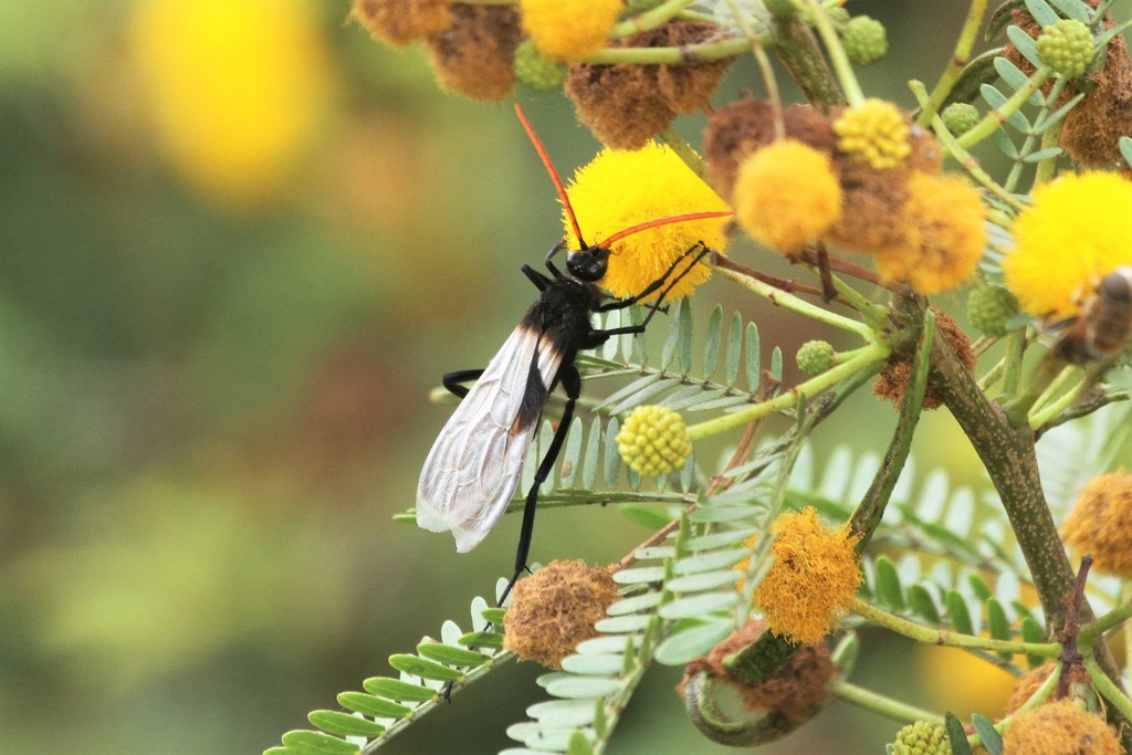 Pepsis petitii from Urb. Los Girasoles de Huampani - Casa on January 1 ...
