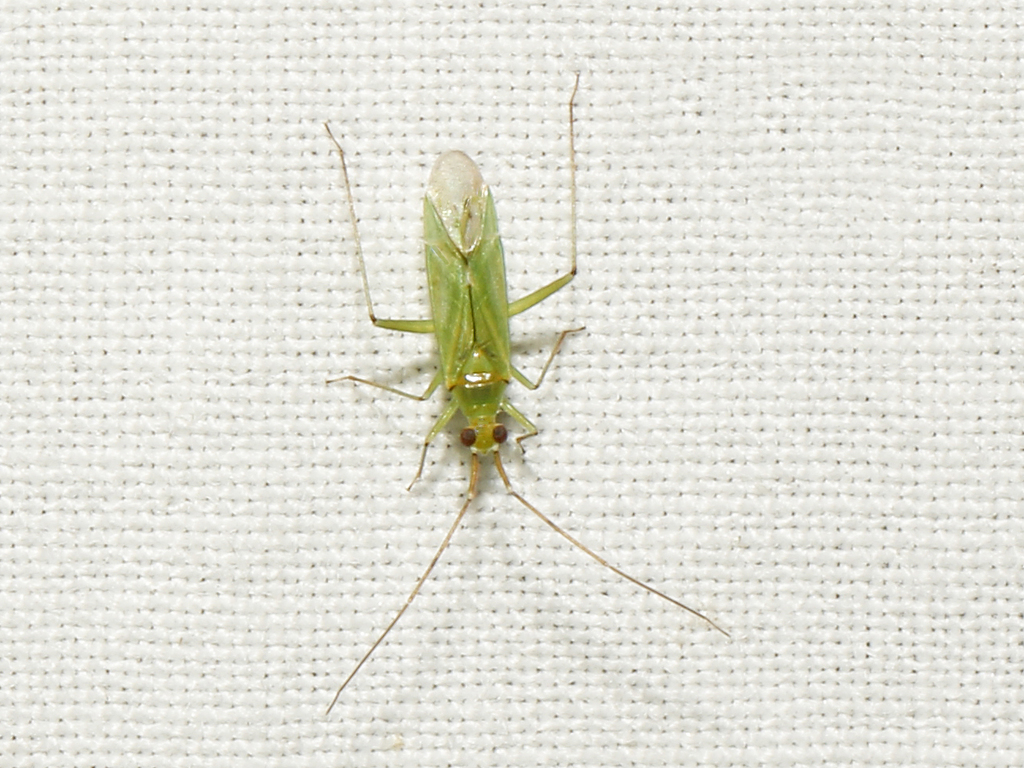 Black-kneed Capsid from Yarmouth Gardens, Toronto, Ontario on July 10 ...