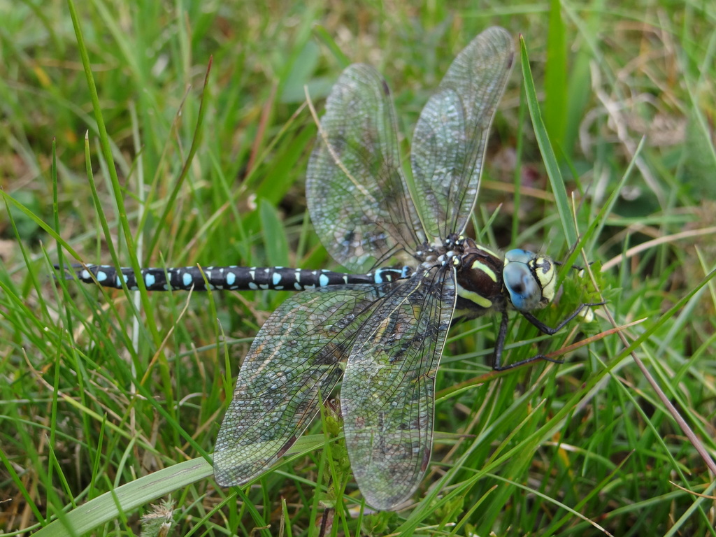 Sedge Darner from Tsengel, Mongolia on July 20, 2017 at 12:14 PM by ...