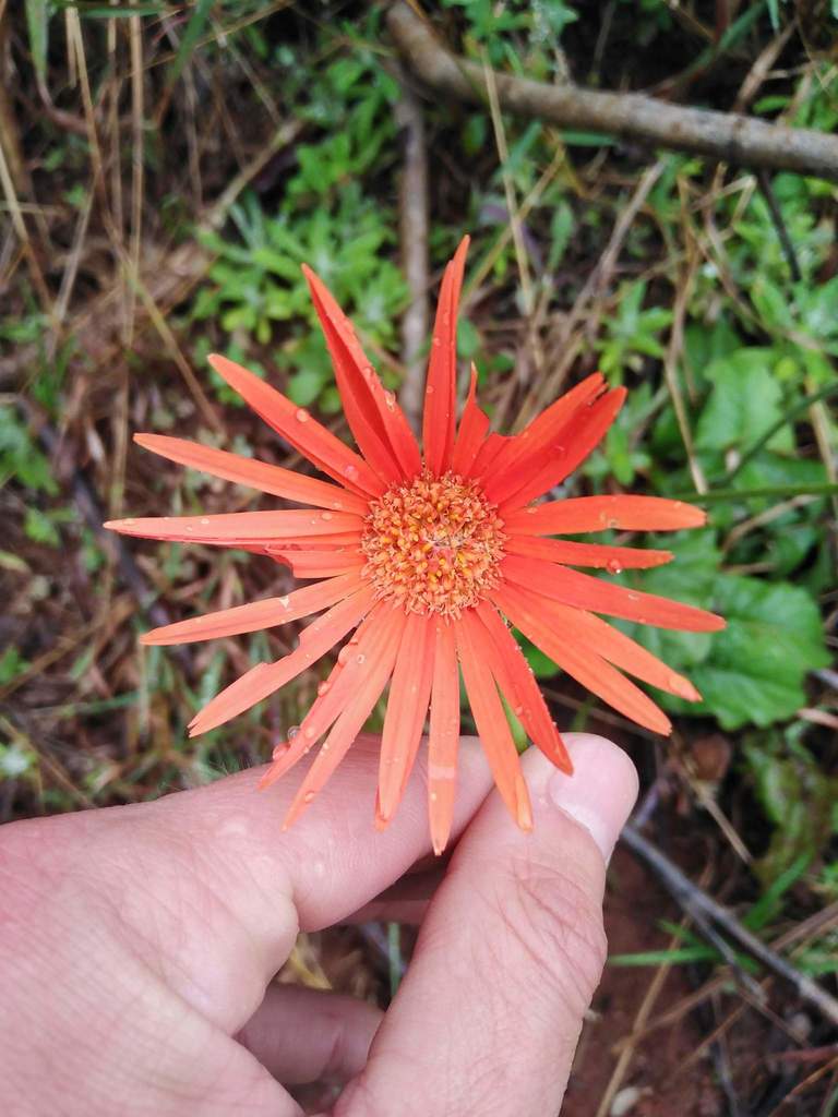 Barberton Daisy from Vhembe, Limpopo, South Africa on September 22 ...