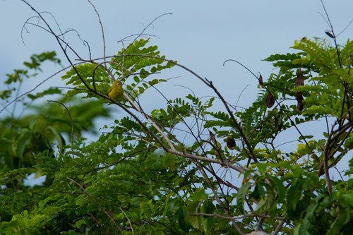 Lemon-bellied White-eye (Wakatobi) (Subspecies Zosterops chloris ...