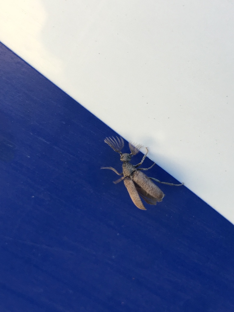 Ptilophorus wrightii from Agua Prieta, Agua Prieta, SON, MX on October ...