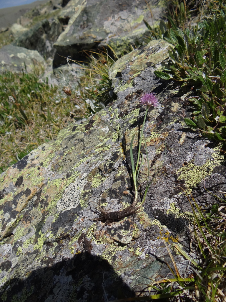 dwarf chives from Ulaangom, Mongolia on July 15, 2017 at 12:56 PM by ...