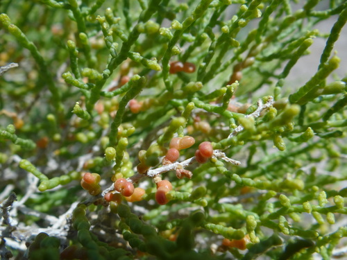 Kalidium gracile · iNaturalist