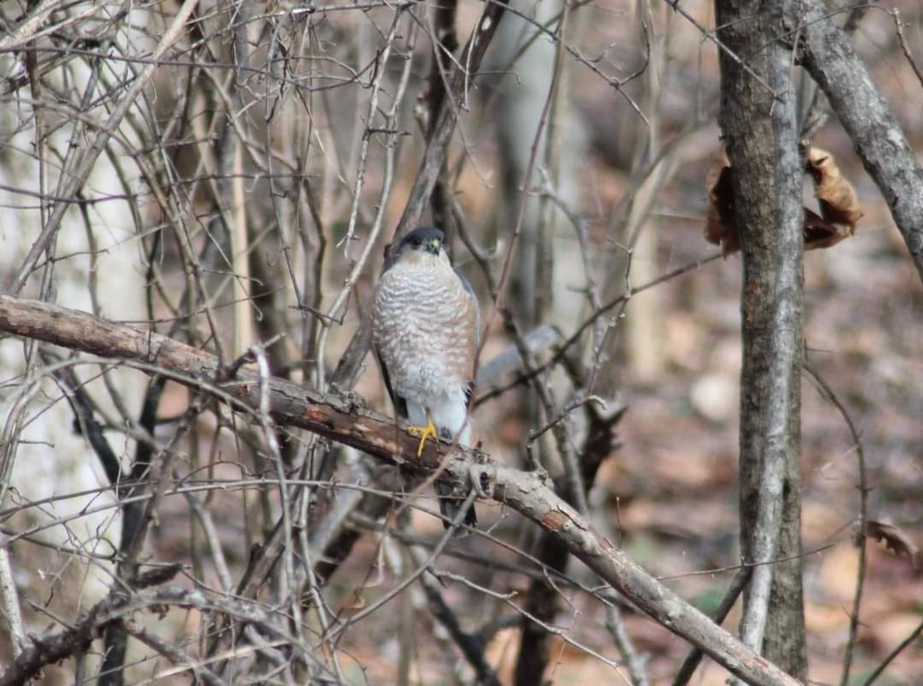Sharp-shinned Hawk from Prince Philip Dr & Georgia Ave, Olney, MD 20832 ...