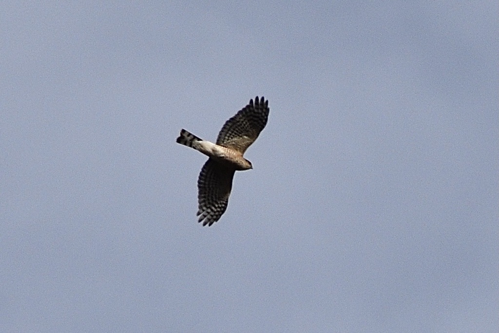 Sharp-shinned Hawk from Burke View Ct, Burke, VA, US on January 2, 2021 ...