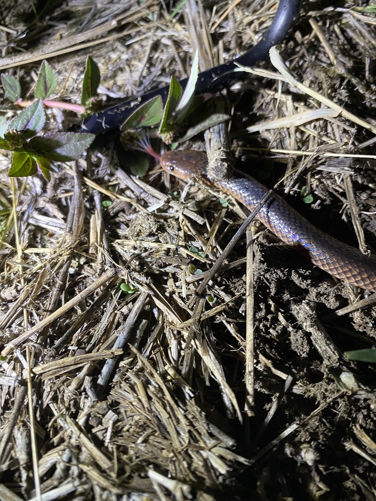 Carpentaria Small-eyed Snake from Kirkwood Road, Glen Eden, QLD, AU on ...