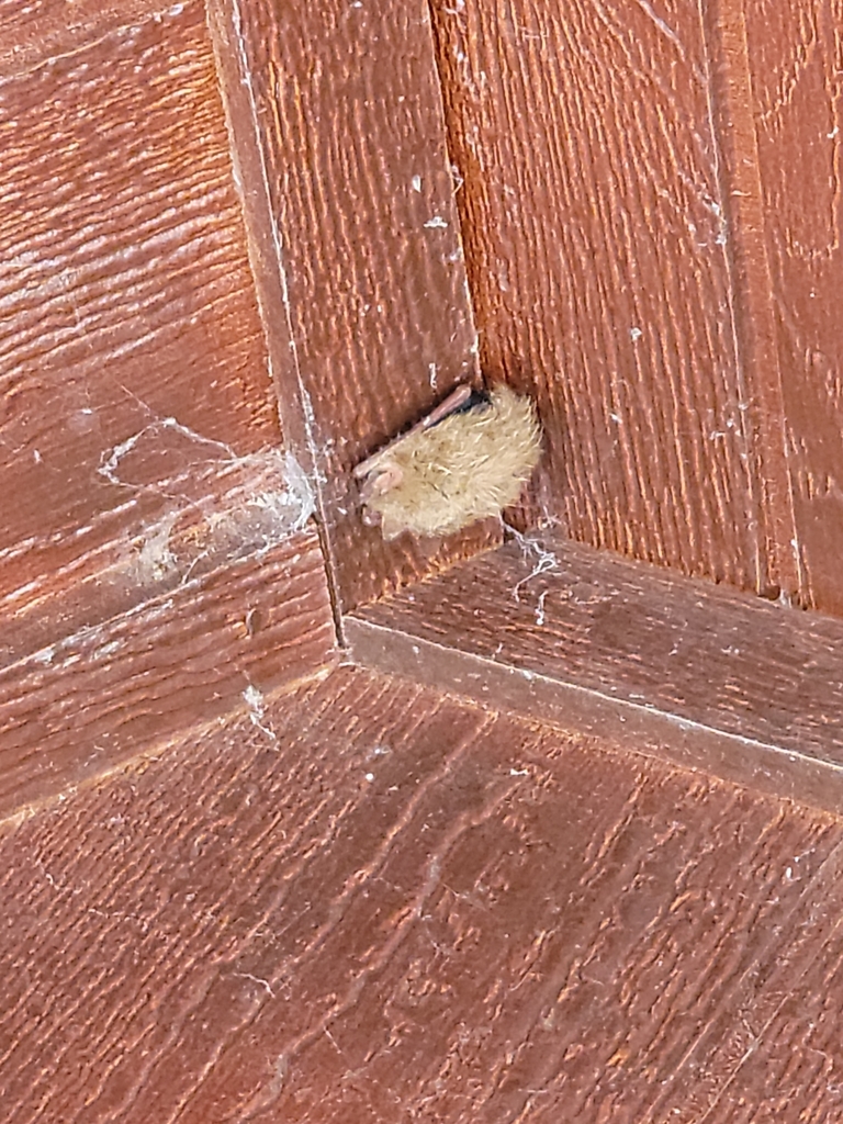 Tricolored Bat from Ben Wheeler Texas on January 2, 2021 at 01:32 PM by ...