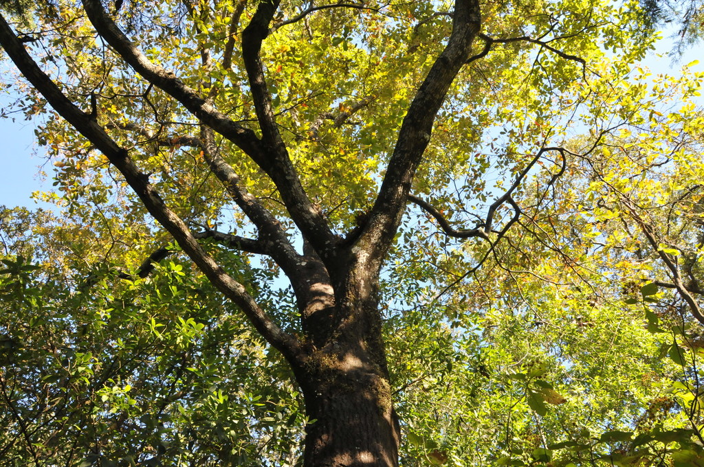 Quercus obtusata in January 2021 by Štěpán Špoula · iNaturalist