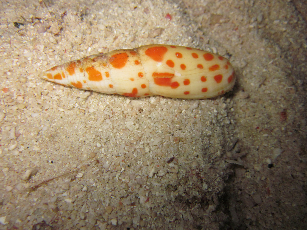 Episcopal Mitre from Pearl Farm, Alyui Bay on December 07, 2010 at 07: ...
