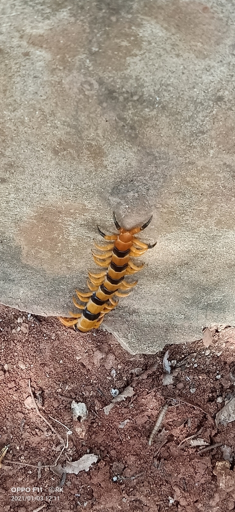 Indian Tiger Centipede from Living Vikasa Vidya Vanam on January 3 ...