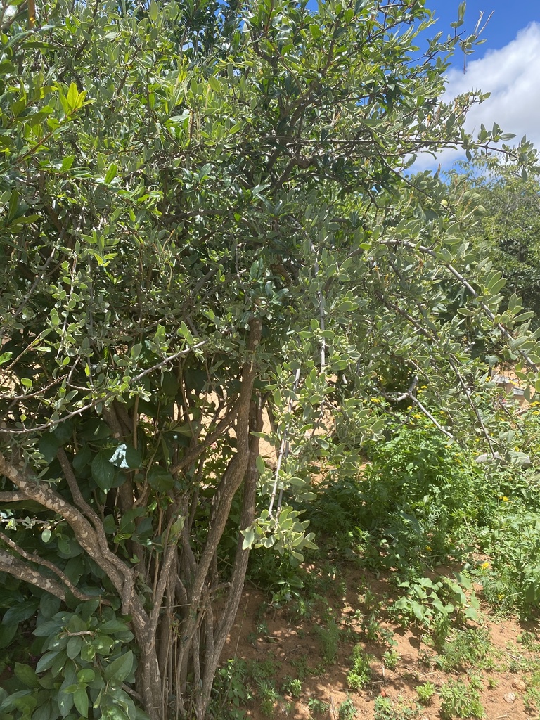 Agelanthus from Makanye, LP, ZA on January 3, 2021 at 10:05 AM by Mmei ...