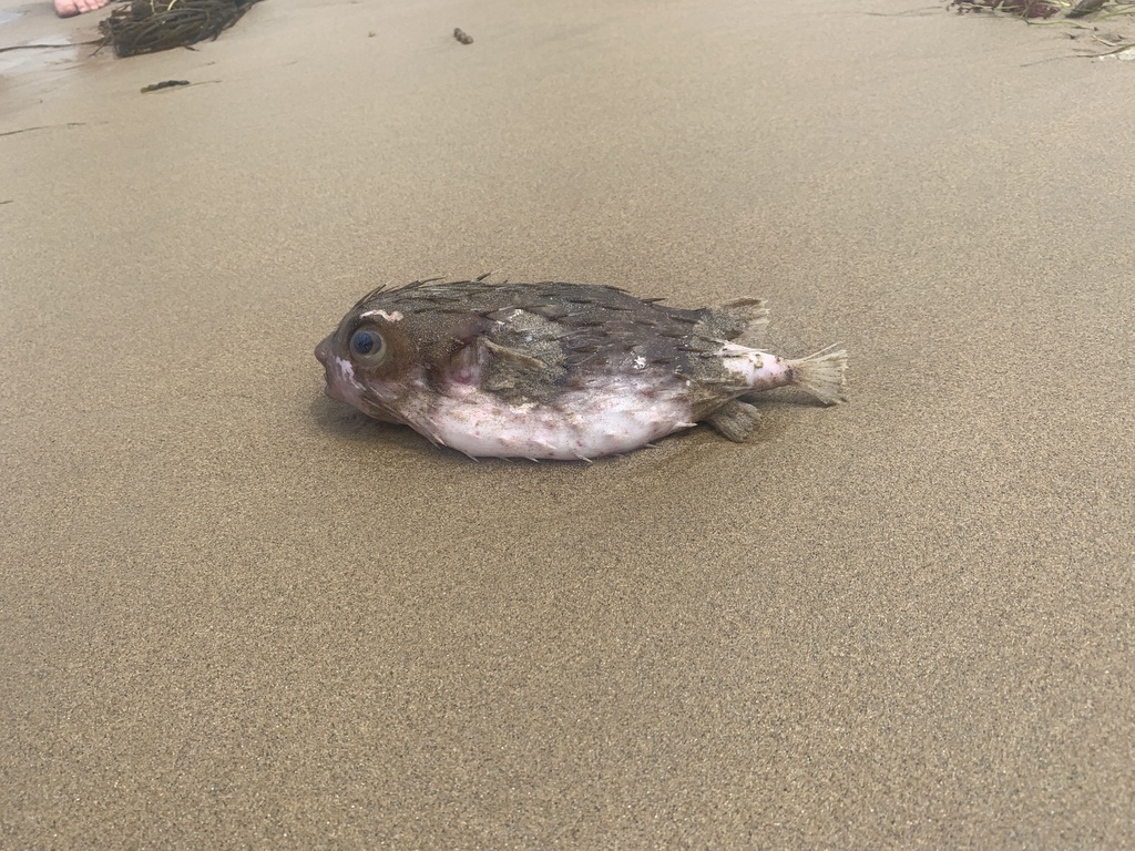 Globefish from Bass Strait, VIC, AU on January 3, 2021 at 12:49 PM by ...