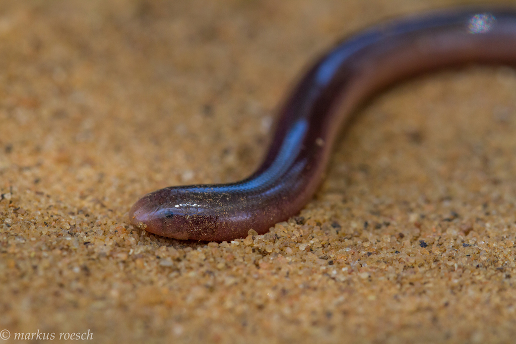 Mocquard's Worm Snake from Morondava, Madagascar on November 26, 2016 ...