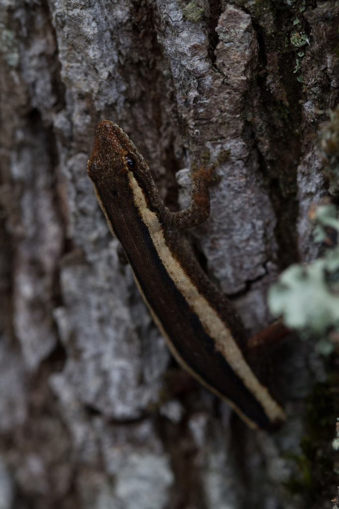 Tiny Dwarf Gecko in December 2016 by Markus A. Roesch · iNaturalist