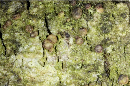 Bacidia friesiana · iNaturalist