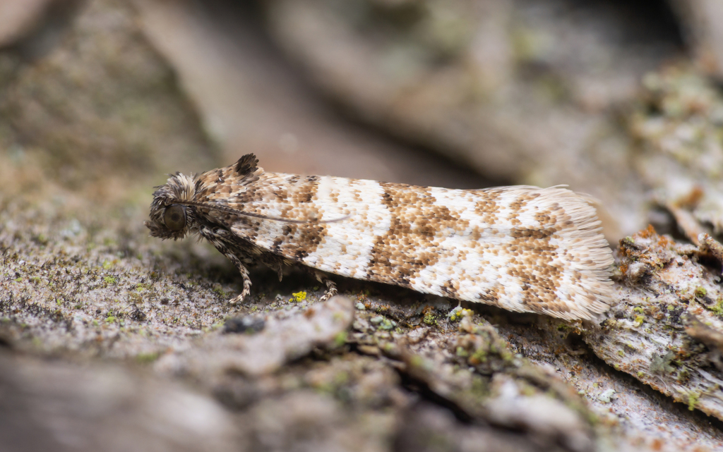 Tortricid Leafroller Moths in May 2020 by Benjamin Fabian · iNaturalist