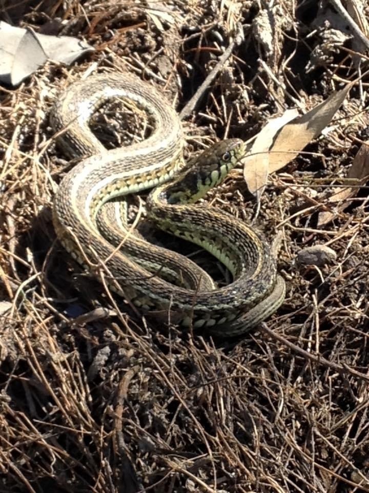 Mexican Garter Snake from Lagos de Moreno, JAL, MX on February 03, 2018 ...