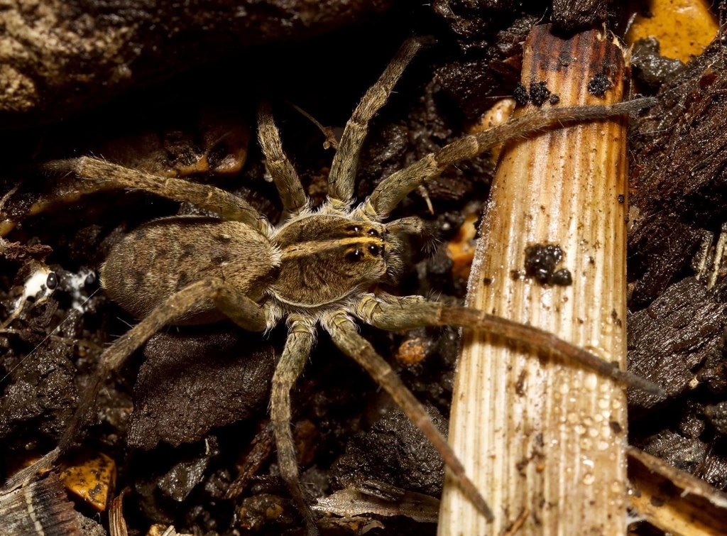 Georgia Wolf Spider from Creve Coeur Park, Maryland Heights, MO, US on ...